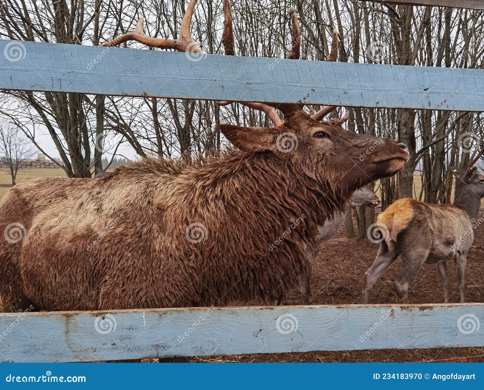 Magnificent Deer in the Reserve among Other Deer Stock Photo - Image of ...
