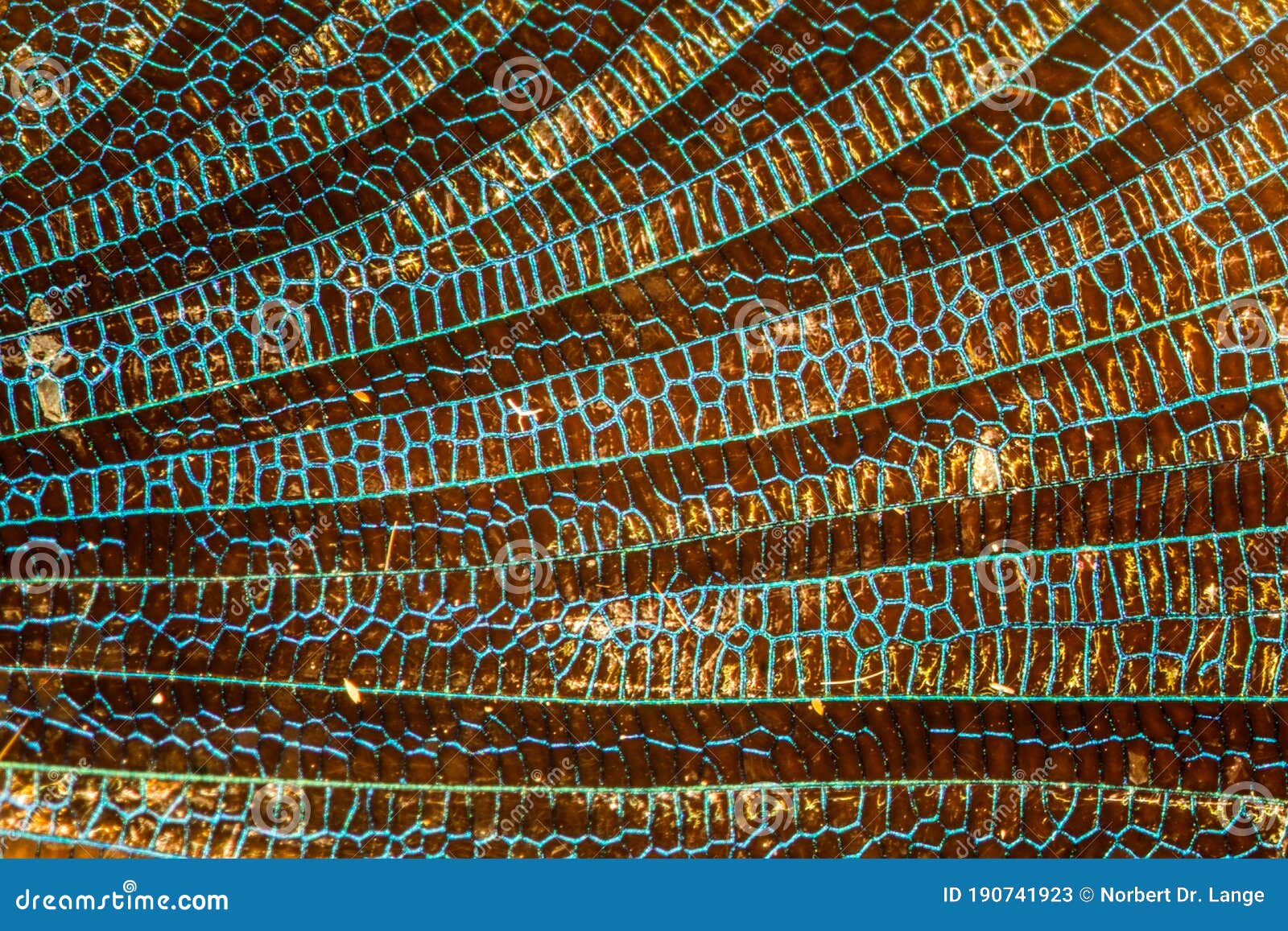 Magnificent Dragonfly Wings Stock Image - Image of magnification ...