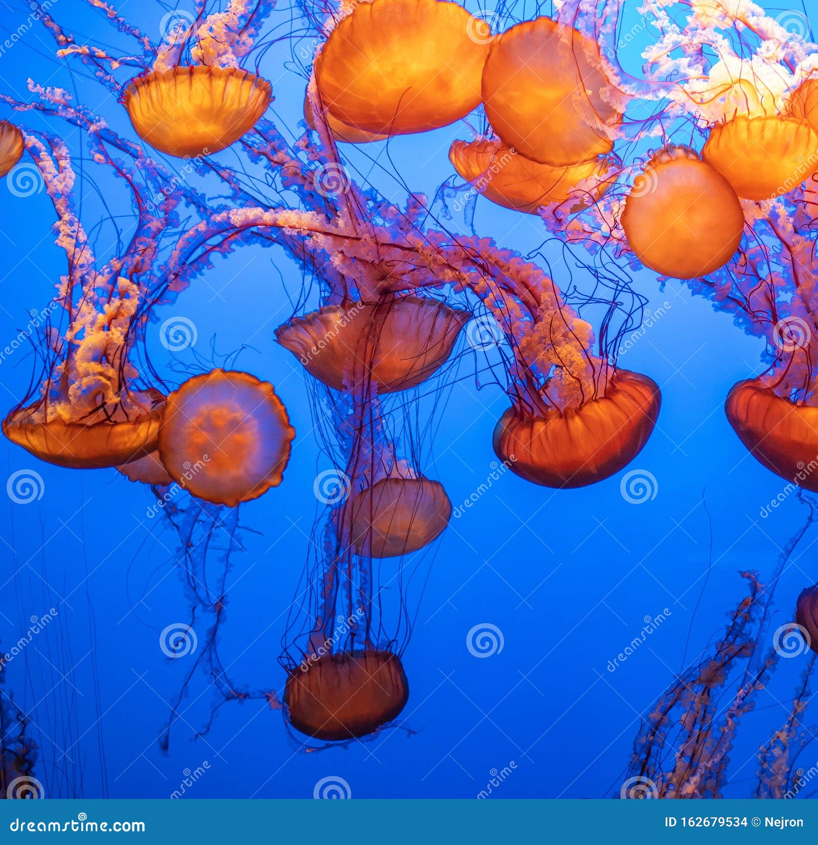 Magnificent Exotic Jellyfishes in an Aquarium Stock Photo - Image of ...