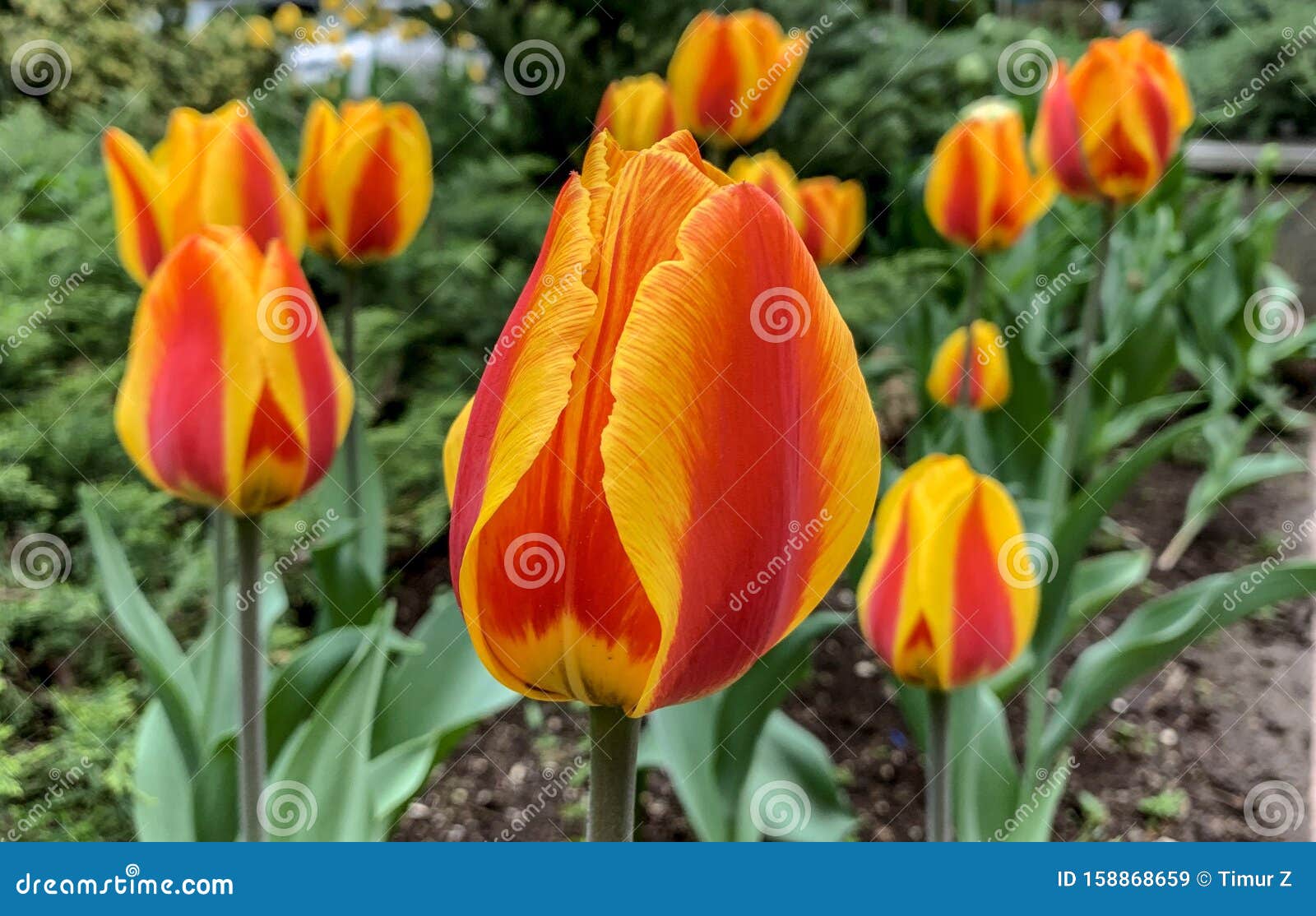 Magnificent Fire-red Tulips Stock Image - Image of yellow, greenery ...