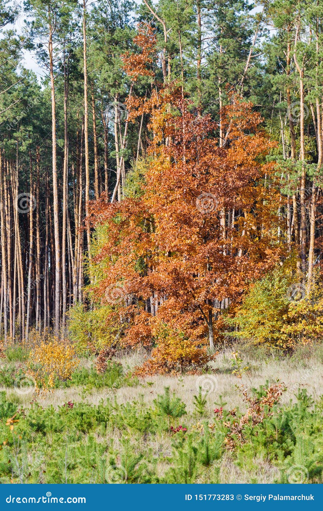 Magnificent Forest in Autumn Day Stock Image - Image of fall, colorful ...