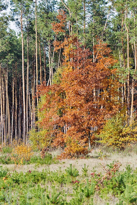 Magnificent Forest in Autumn Day Stock Image - Image of fall, colorful ...