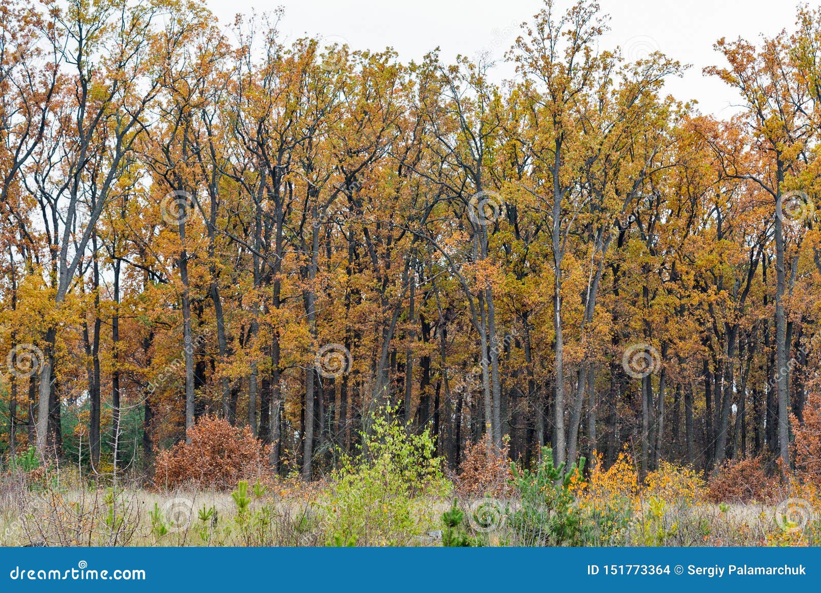 Magnificent Forest in Autumn Day Stock Photo - Image of ecology, europe ...
