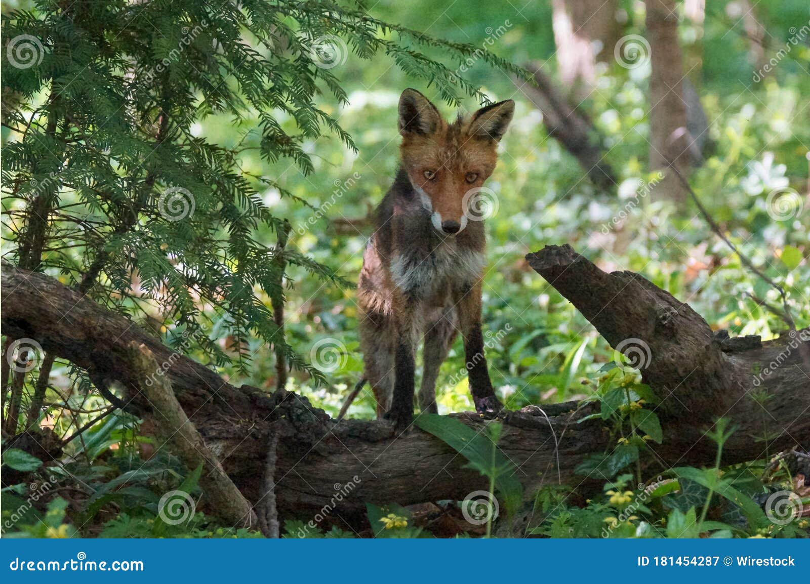 Magnificent Fox Looking for Prey White Sitting on a Tree Trunk in the ...