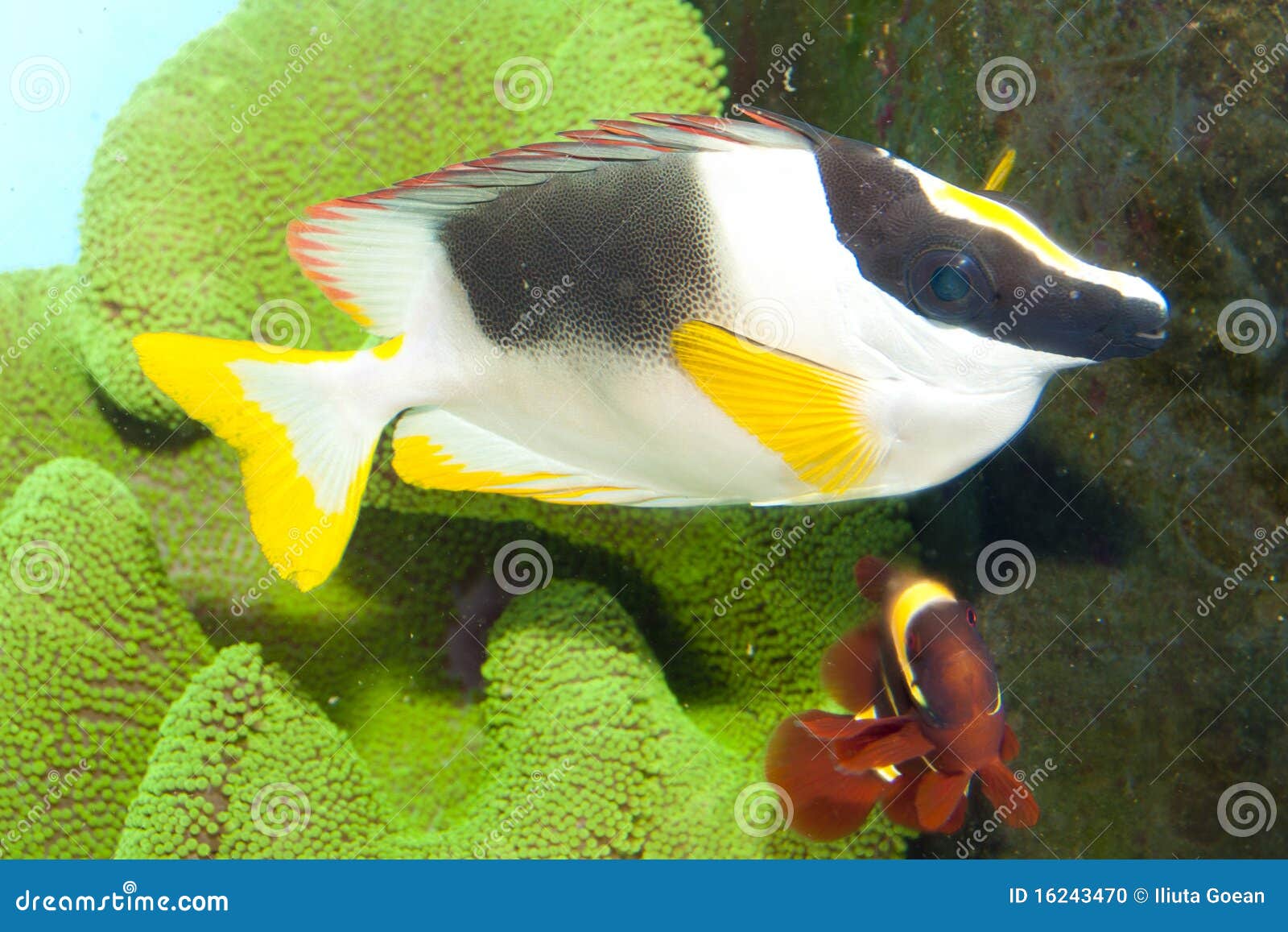 Magnificent Foxface stock photo. Image of saltwater, underwater - 16243470