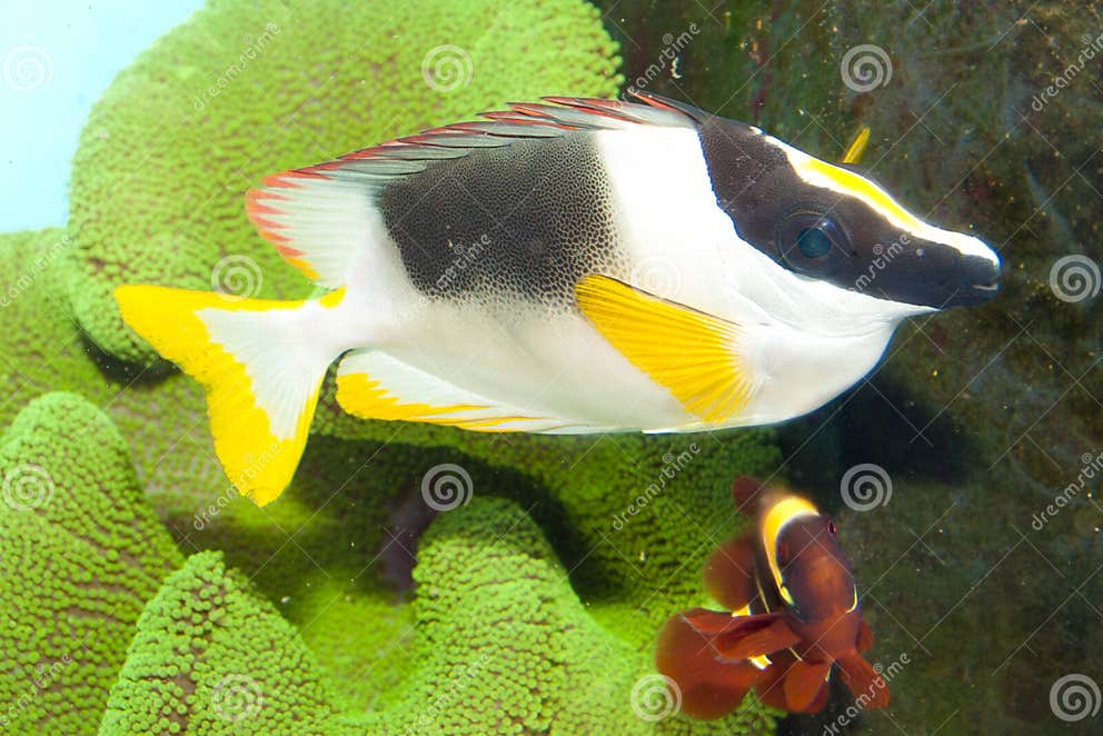 Magnificent Foxface stock photo. Image of saltwater, underwater - 16243470