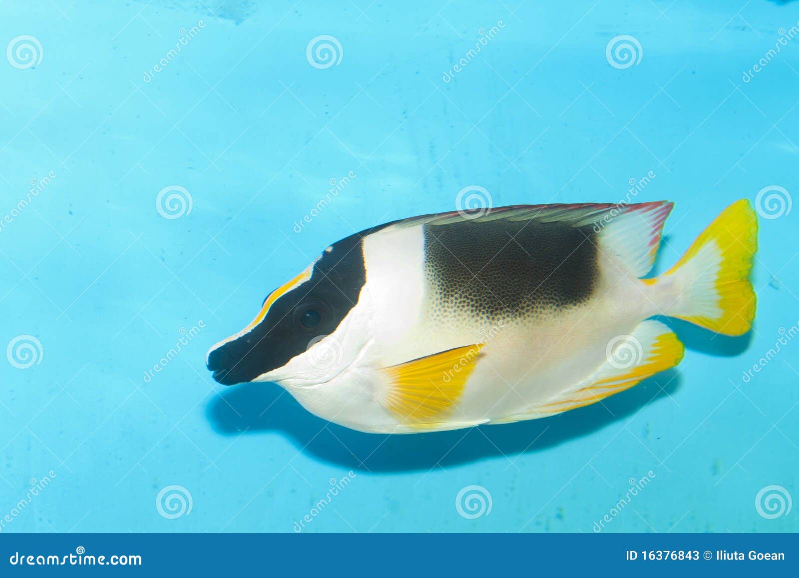 Magnificent Foxface stock image. Image of water, exotic - 16376843