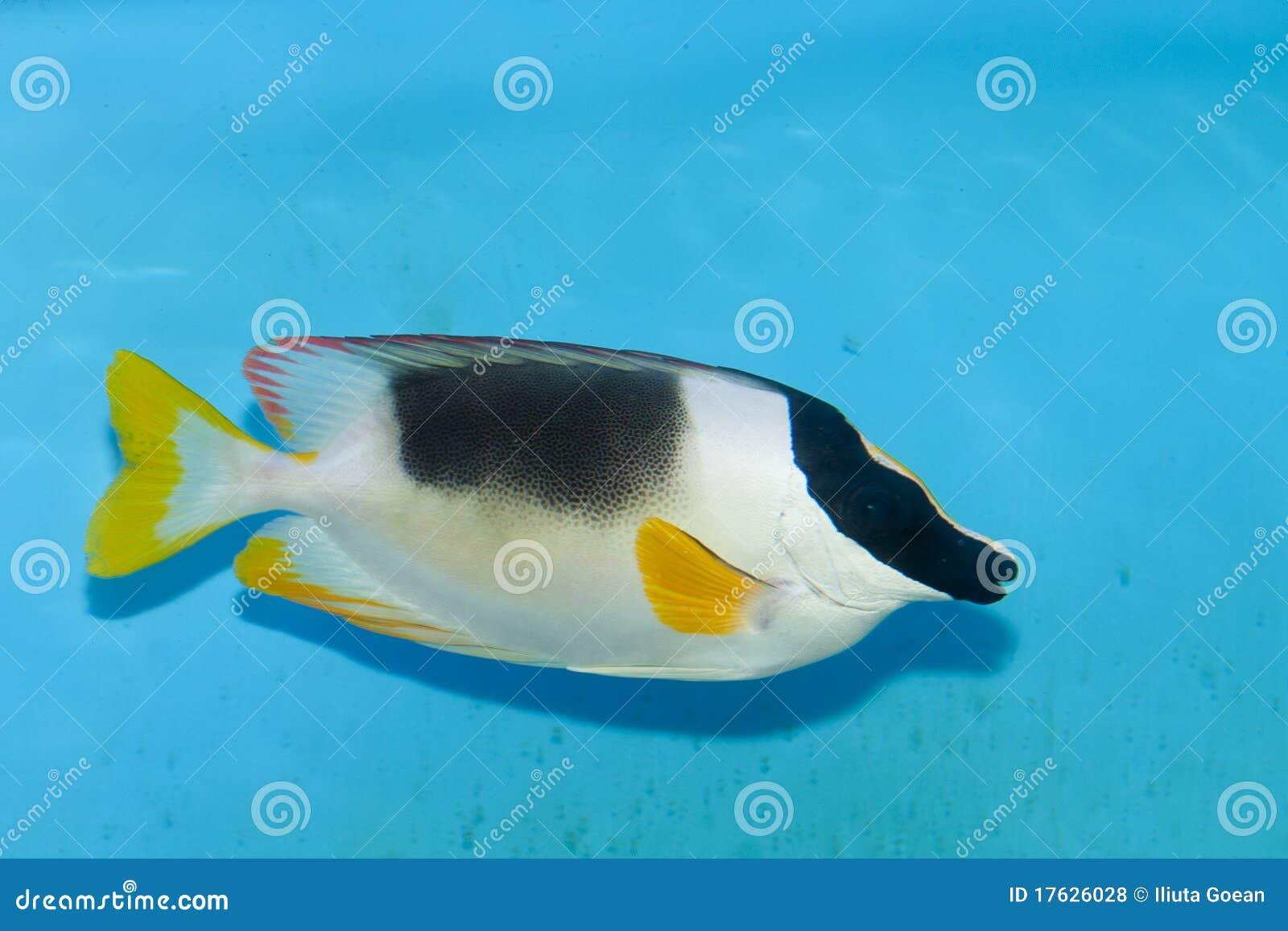 Magnificent Foxface stock photo. Image of magnificus - 17626028