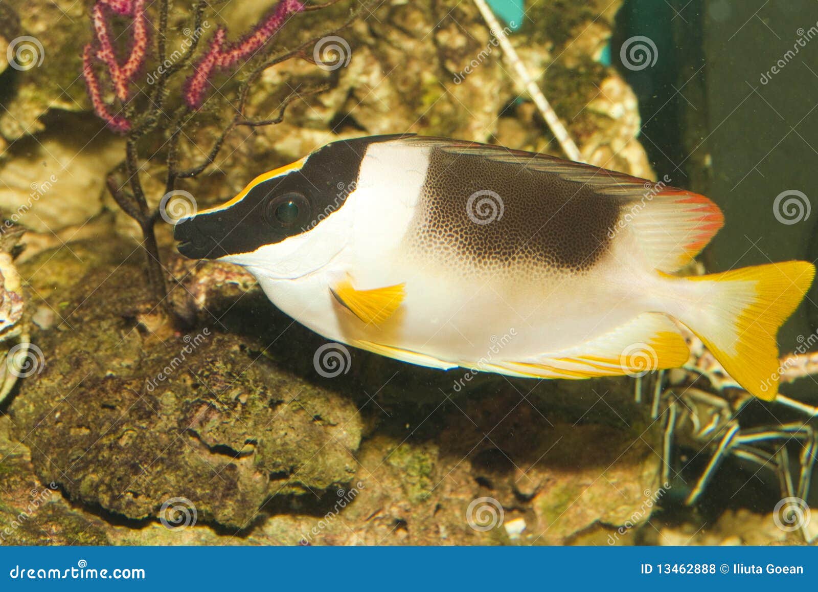 Magnificent Foxface or Rabbitfish in Aquarium Stock Photo - Image of ...