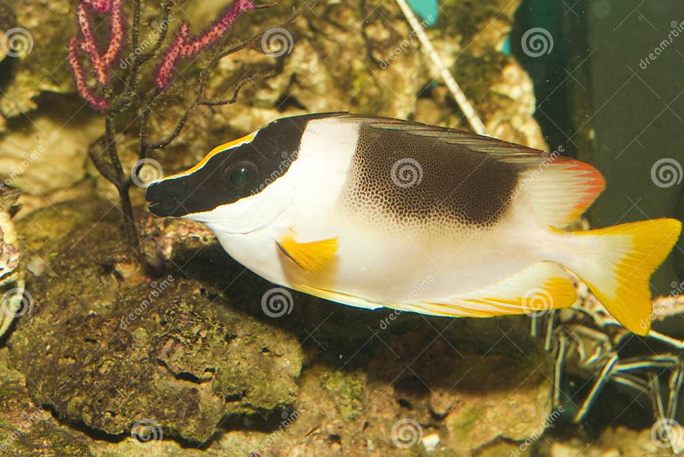 Magnificent Foxface or Rabbitfish in Aquarium Stock Photo - Image of ...