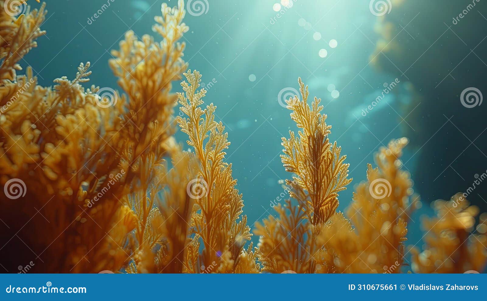 A Magnificent Frame with a Coral Reef Where Contrasting Colors and ...