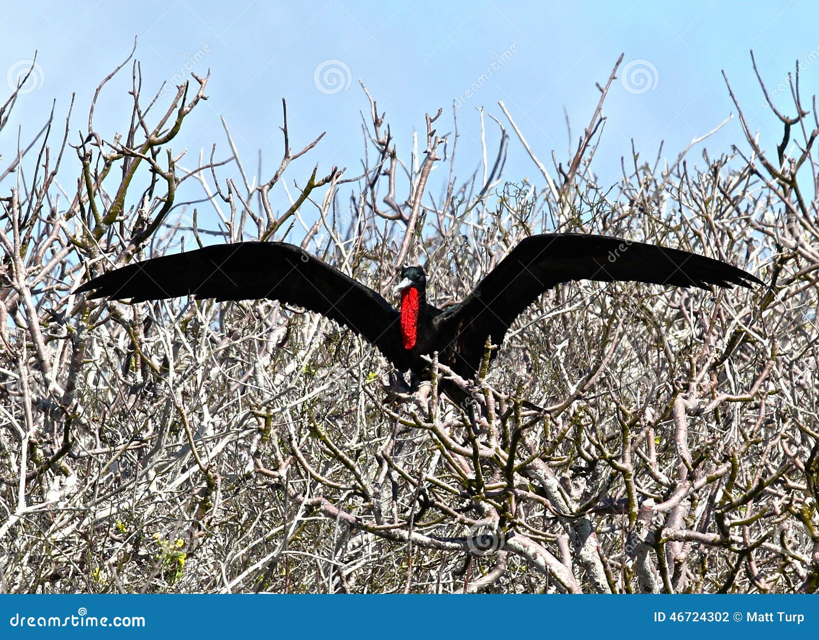 Magnificent Frigate Bird (Galapagos) Stock Photo - Image of wings, huge ...