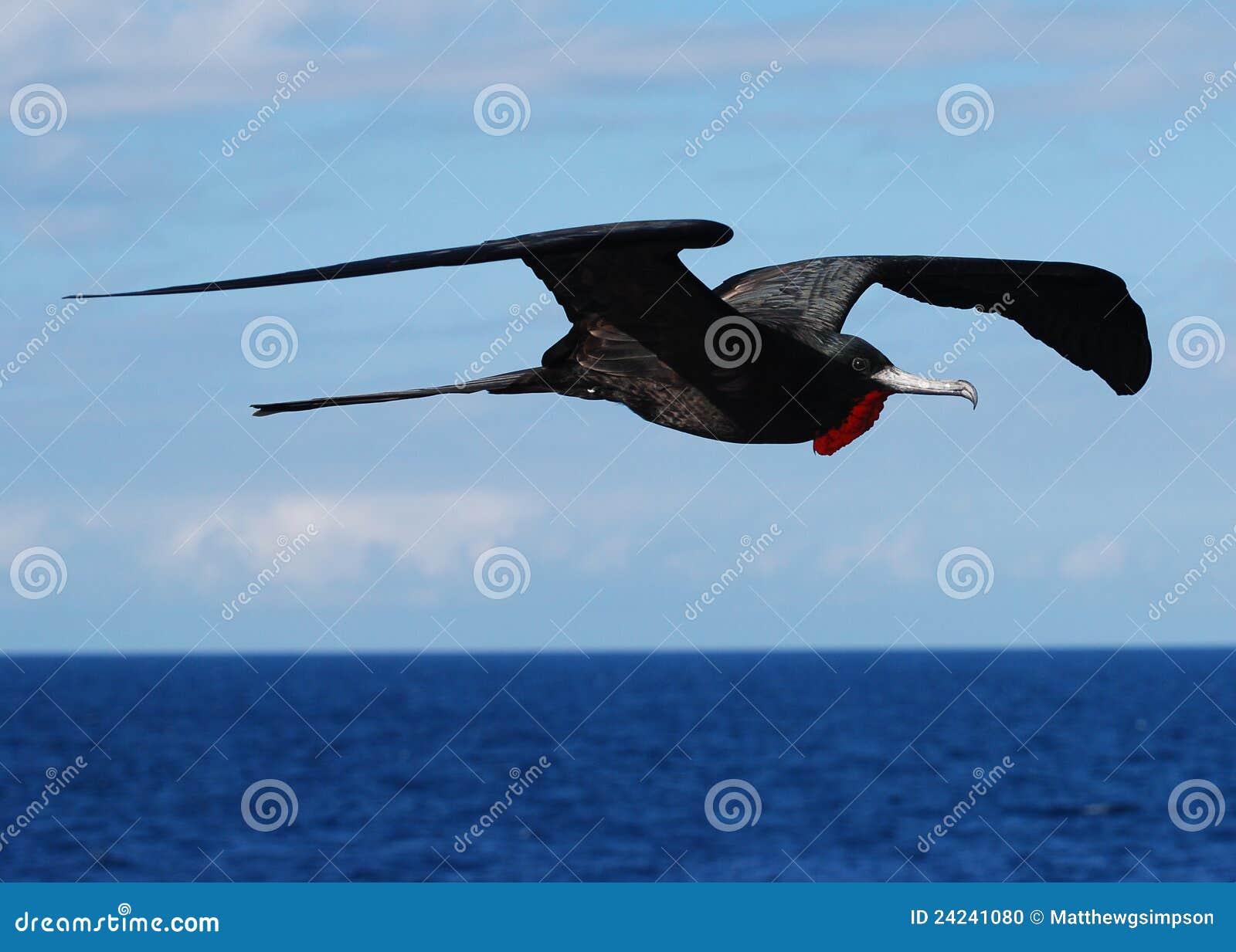 Magnificent Frigate Bird in Flight Stock Photo - Image of bird, frigate ...