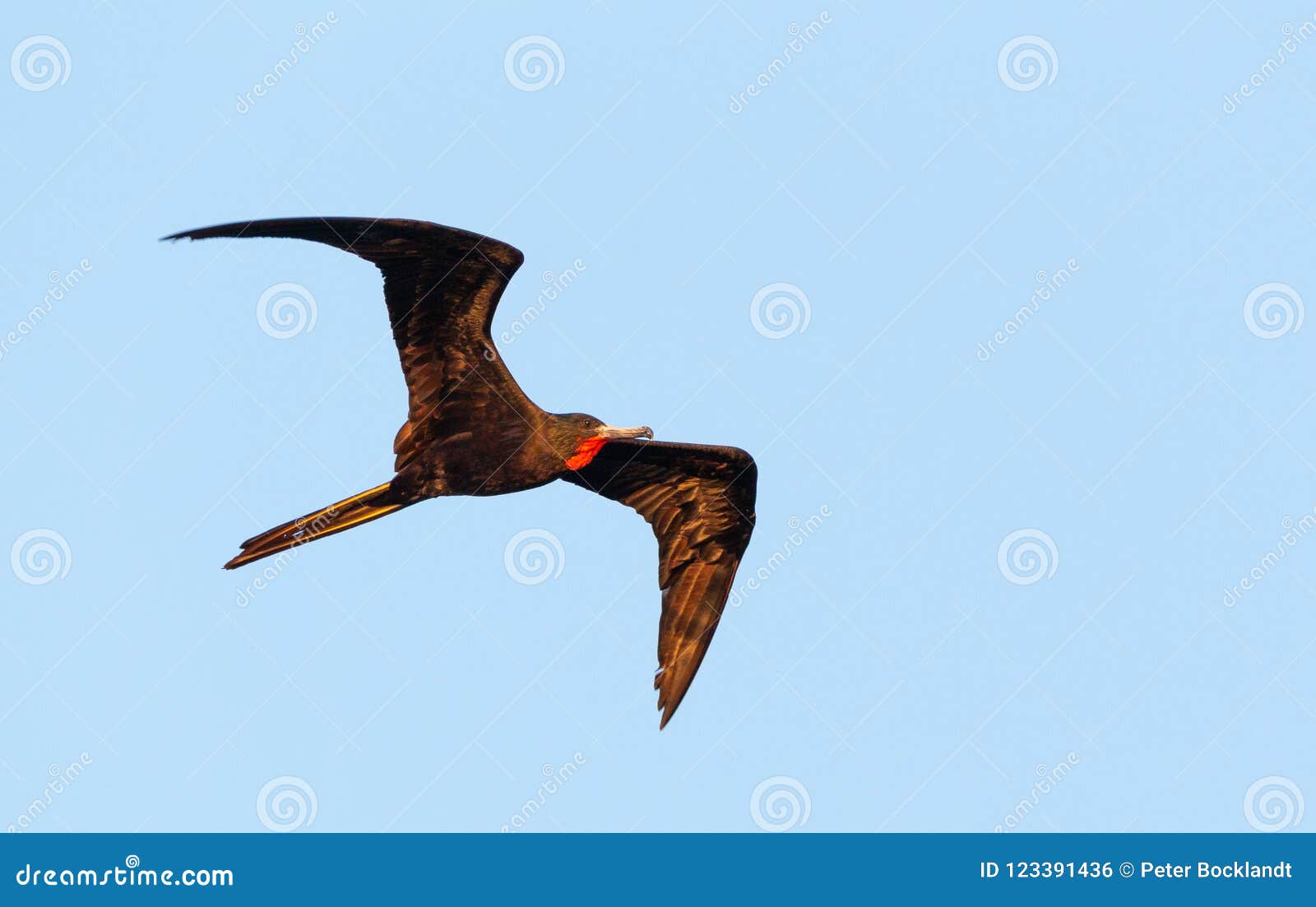Magnificent Frigate Bird in Flight Stock Photo - Image of flying ...