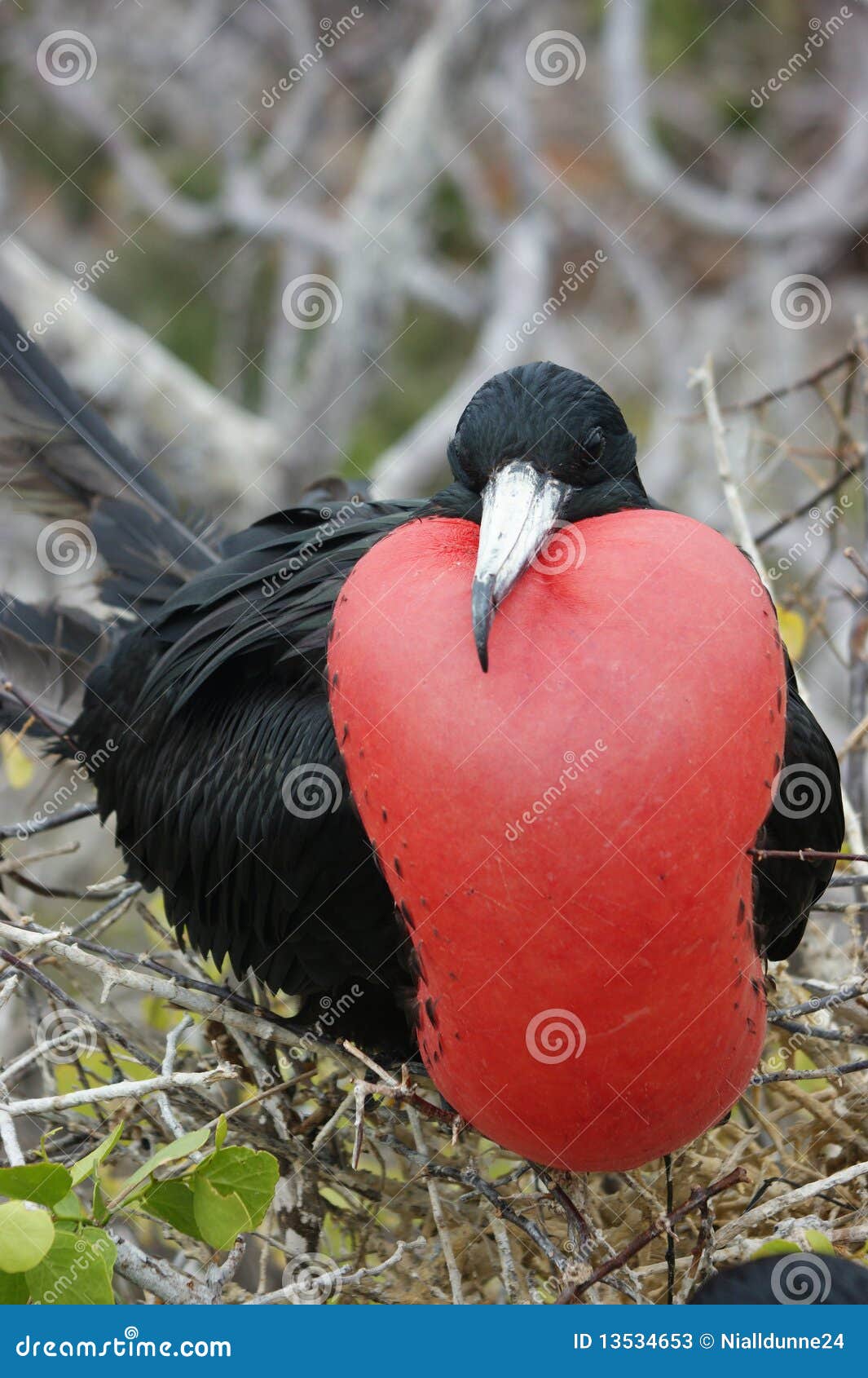 Magnificent frigatebird stock image. Image of america - 13534653