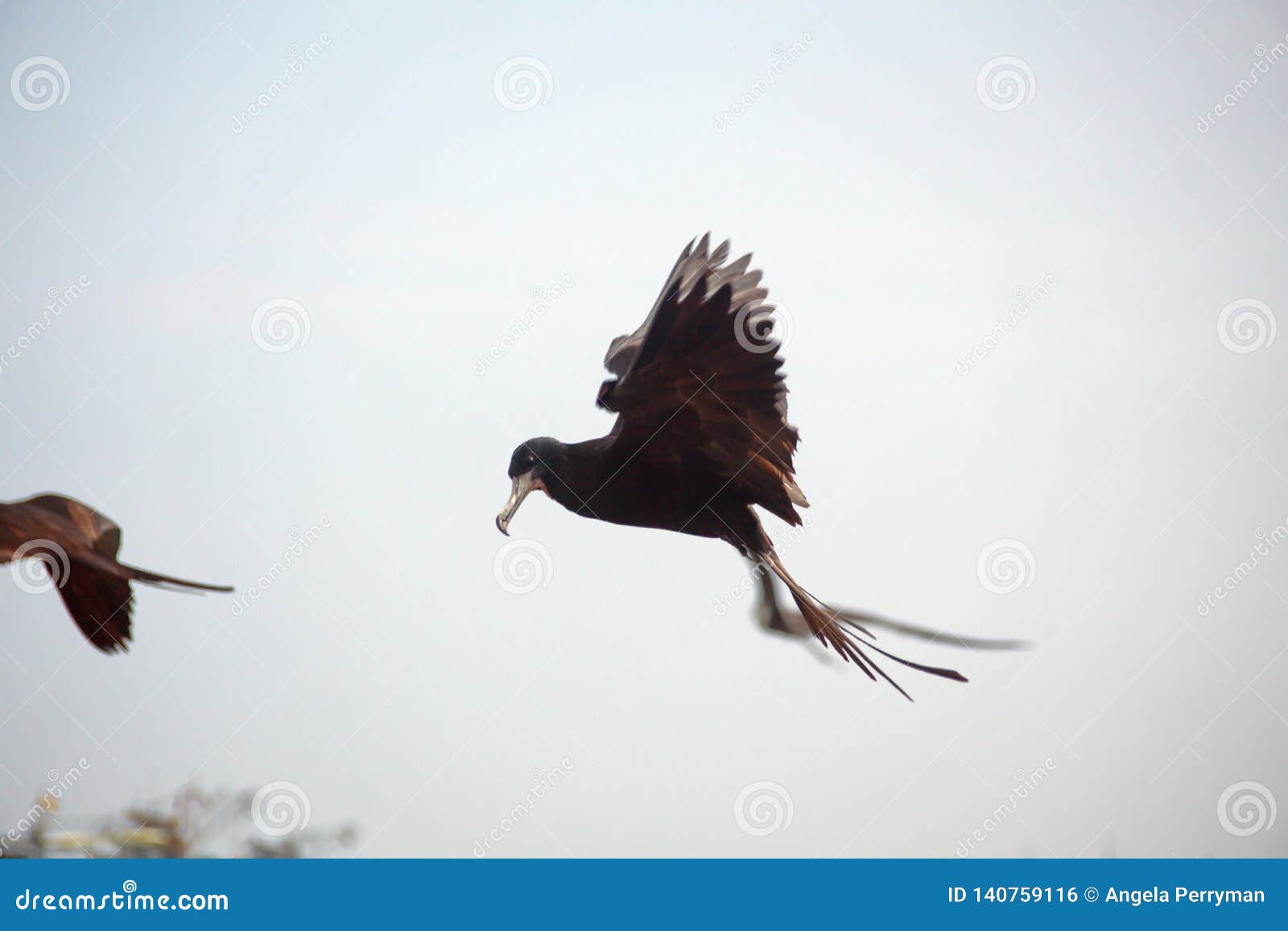 Magnificent Frigatebird in Flight Stock Photo - Image of ecuador ... Magnificent Frigatebird in Flight Stock Photo - Image of ecuador ...