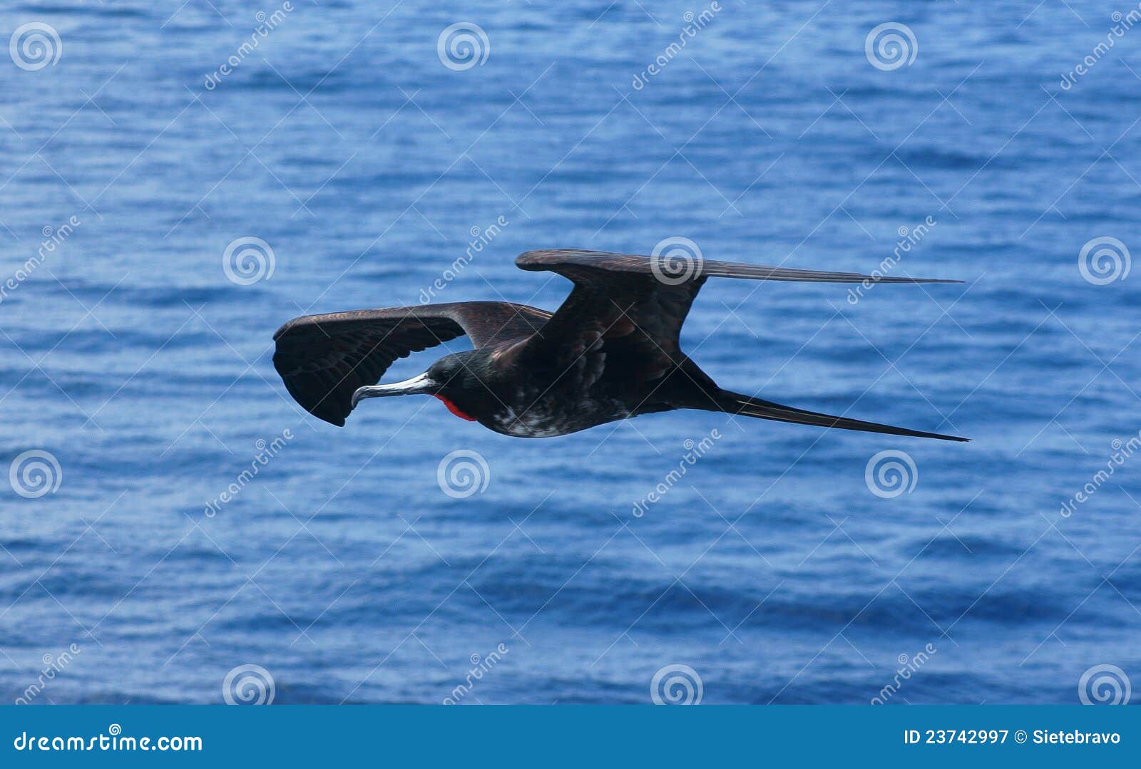 Magnificent Frigatebird in Flight Over the Galapag Stock Image - Image ...