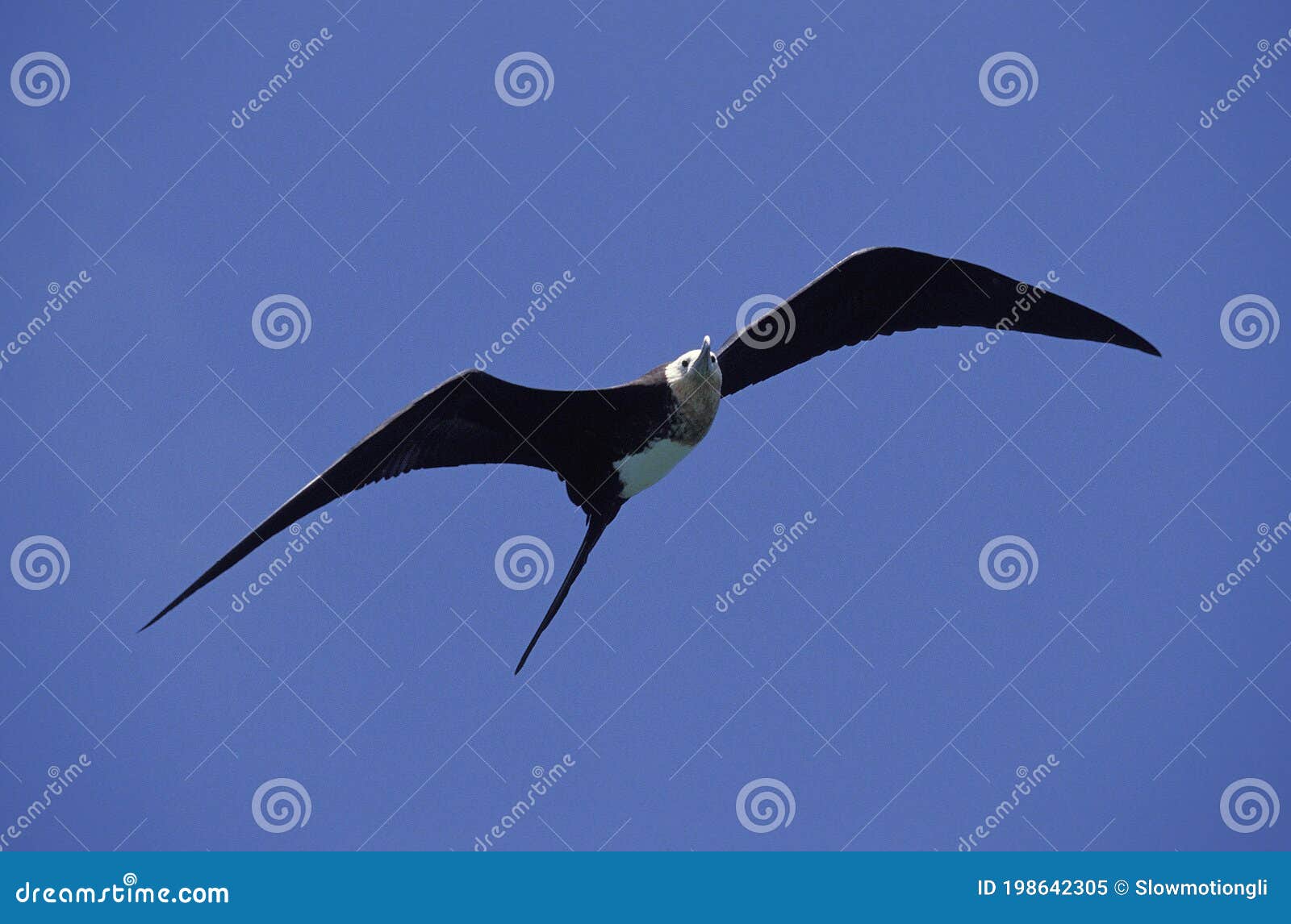 Magnificent Frigatebird, Fregata Magnificens, Adult In Flight, Mexique ... Magnificent Frigatebird, Fregata Magnificens, Adult In Flight, Mexique ...