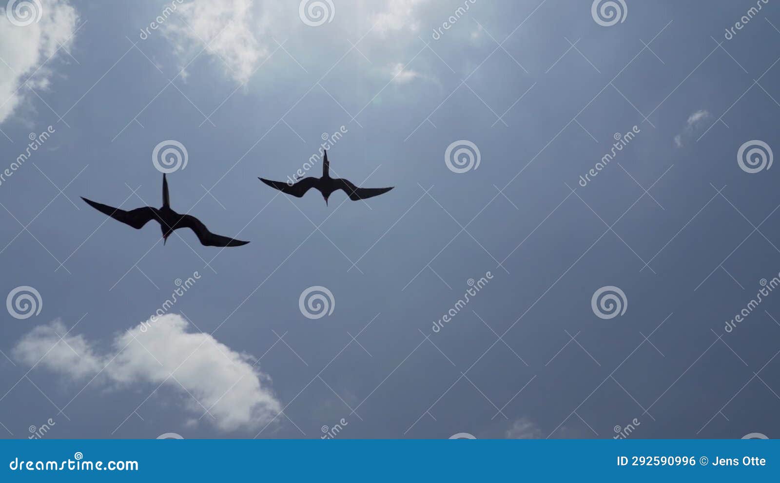 Magnificent Frigatebird, Fregata Magnificens, Black Sea Bird Stock ... Magnificent Frigatebird, Fregata Magnificens, Black Sea Bird Stock ...