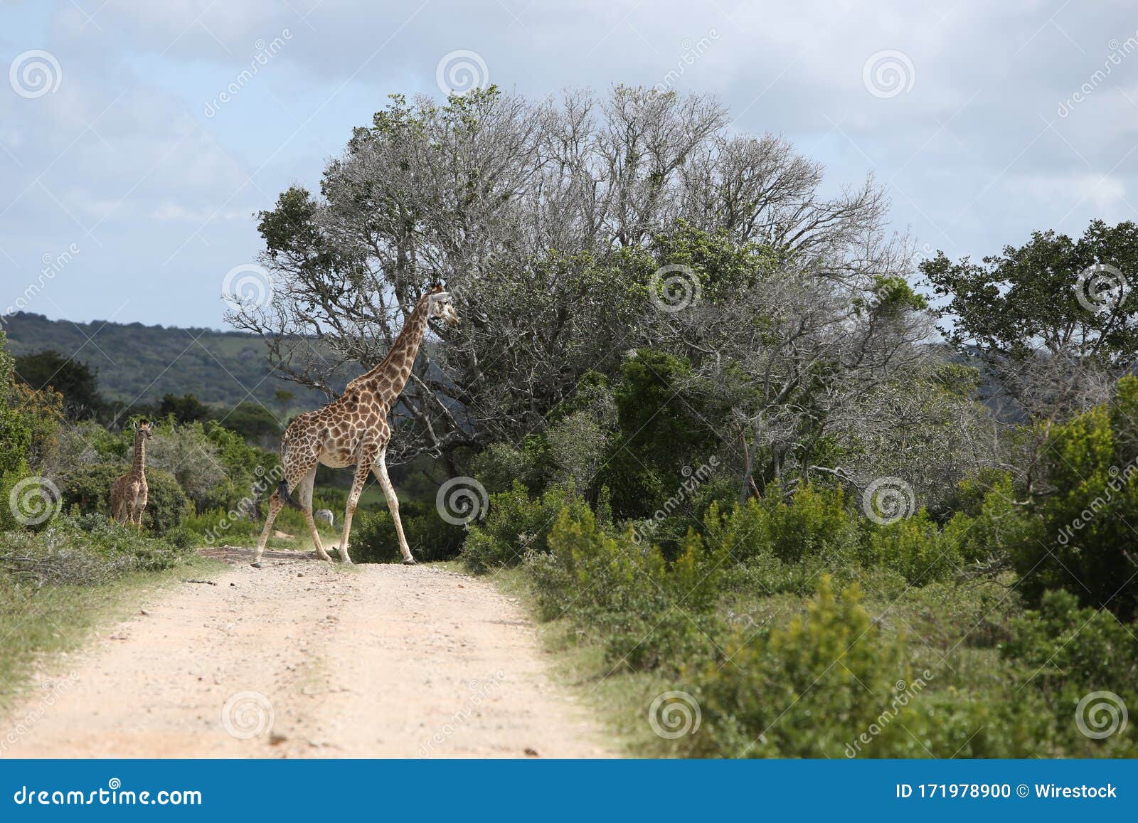 Magnificent Giraffe Grazing on a Big Tree on a Gravel Pathway Stock ...
