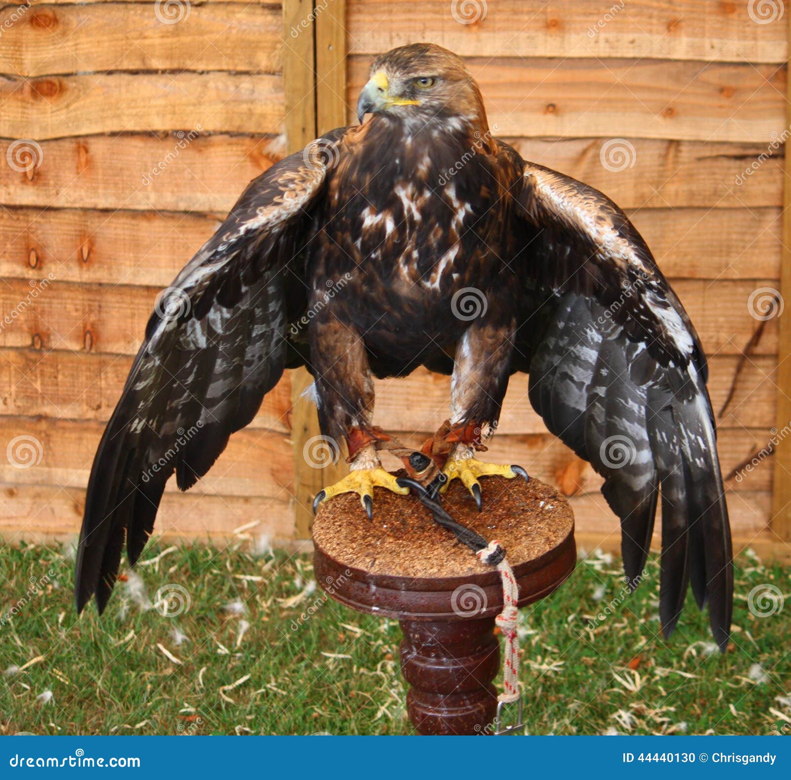 A Magnificent Golden Eagle Raptor Royalty-Free Stock Photography ...