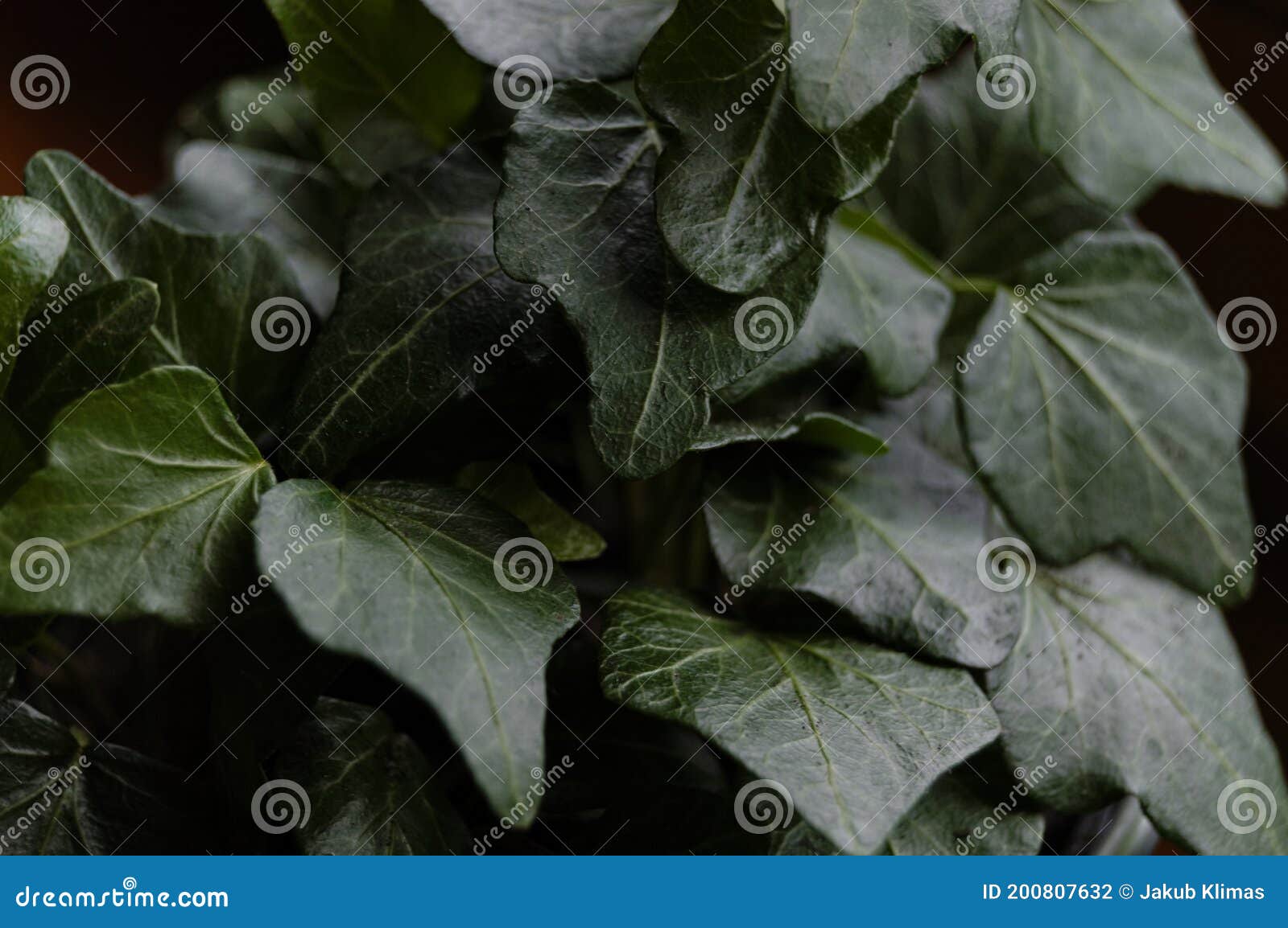 Magnificent Green Ivy Nicely Illuminated in Home Stock Photo - Image of ...