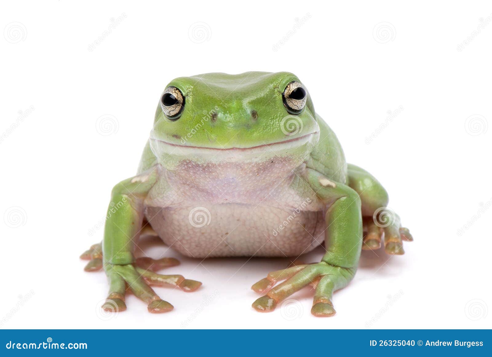 Magnificent Green Tree Frog, Litoria Splendida, on Stock Photo - Image ...