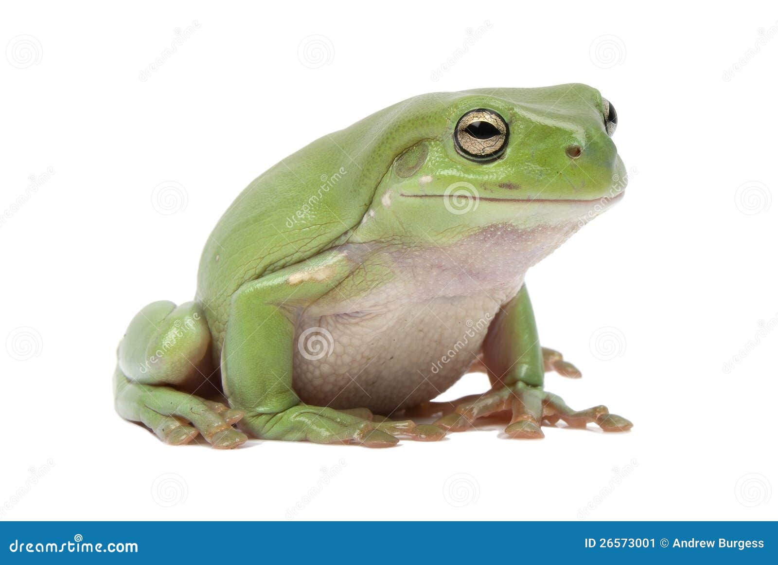 Magnificent Green Tree Frog, Litoria Splendida Stock Image - Image of ...