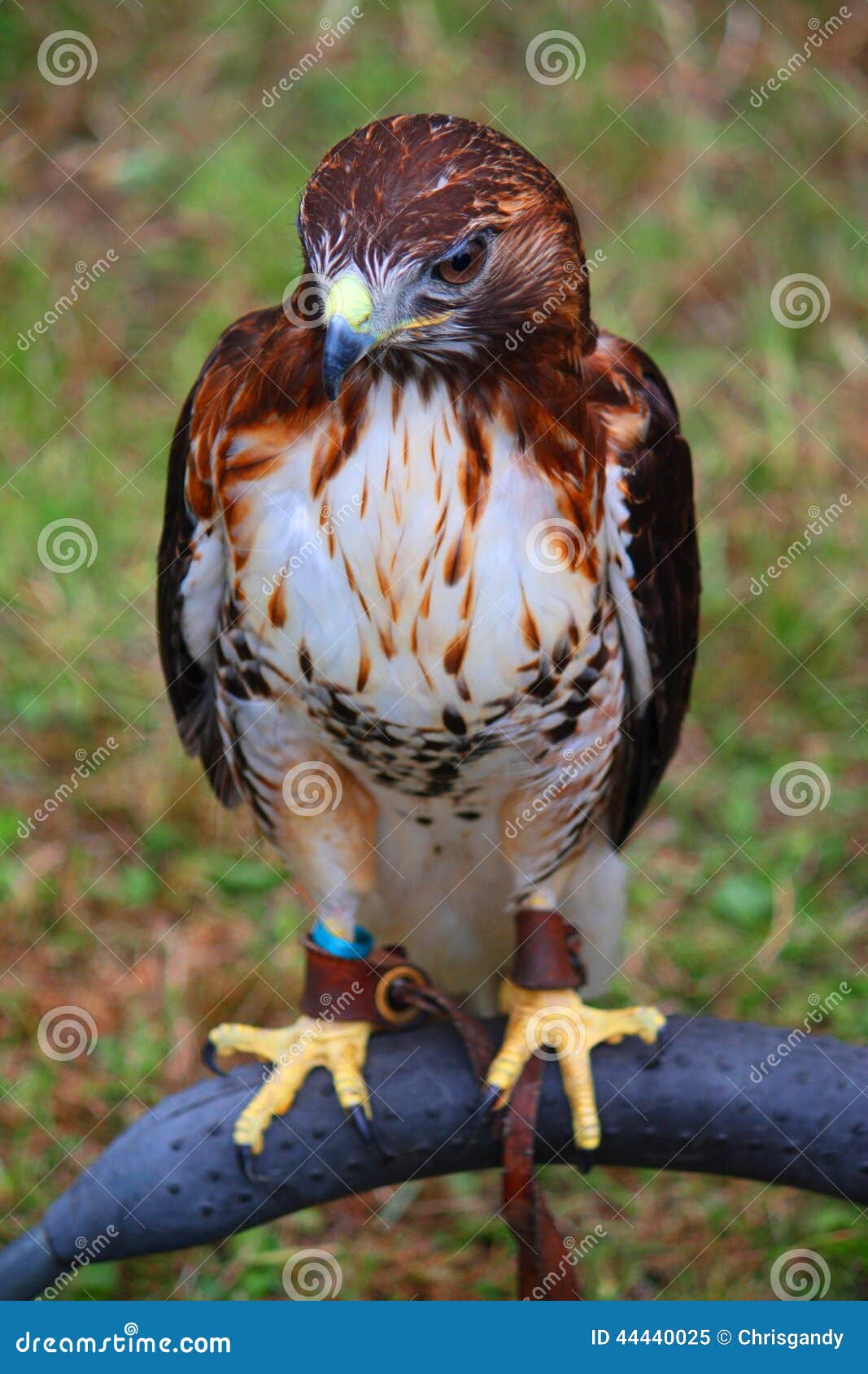 A Magnificent Hawk with Yellow Feet Stock Image - Image of magnificent ...