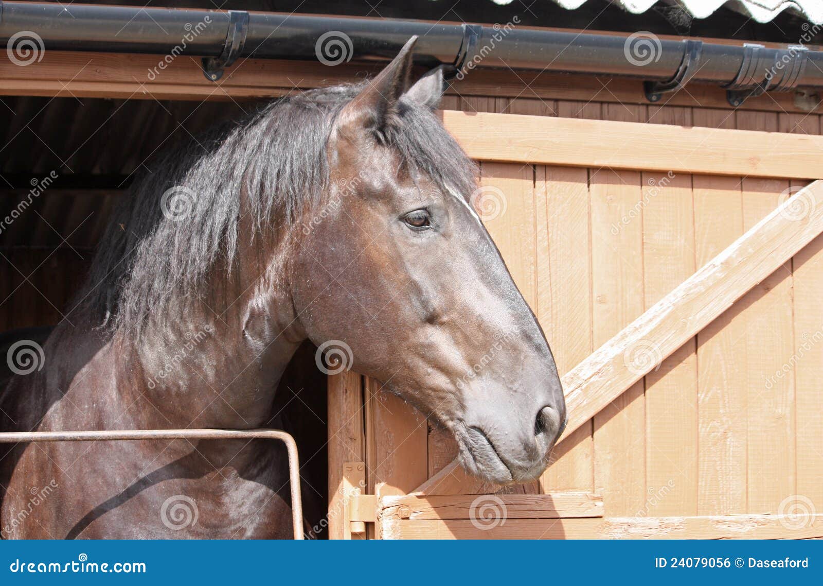 Magnificent Horse. stock photo. Image of stable, farm - 24079056