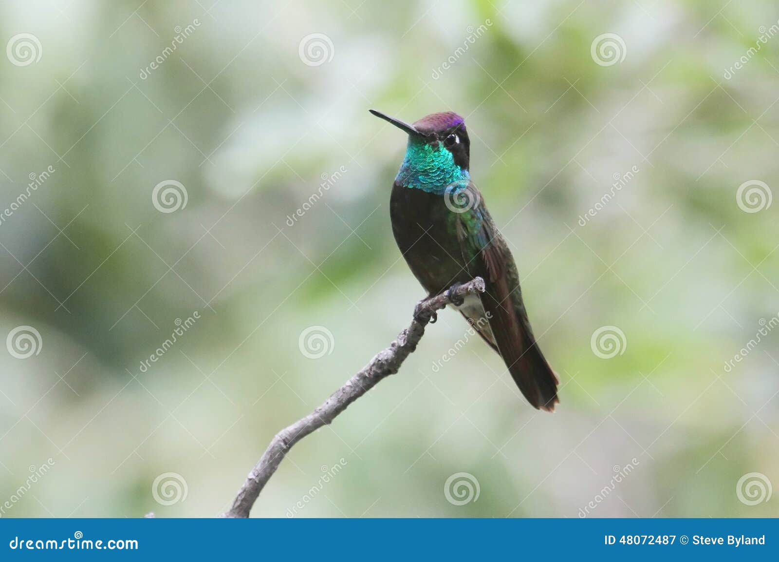 Magnificent Hummingbird (Eugenes Fulgens) Stock Image - Image of ...