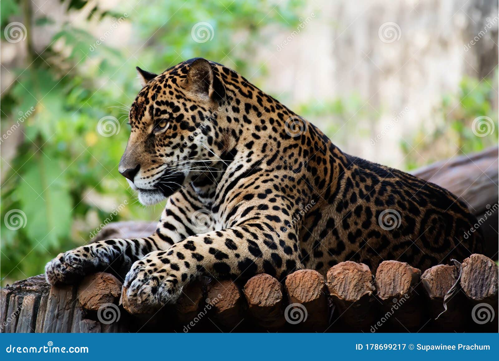 Magnificent Jaguar Resting Lying on a Tree Trunk Stock Image - Image of ...