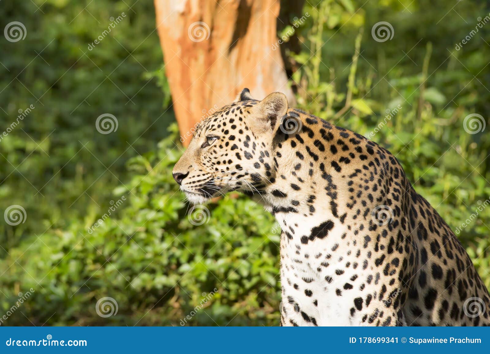 Magnificent Jaguar Resting Lying on a Tree Trunk Stock Image - Image of ...