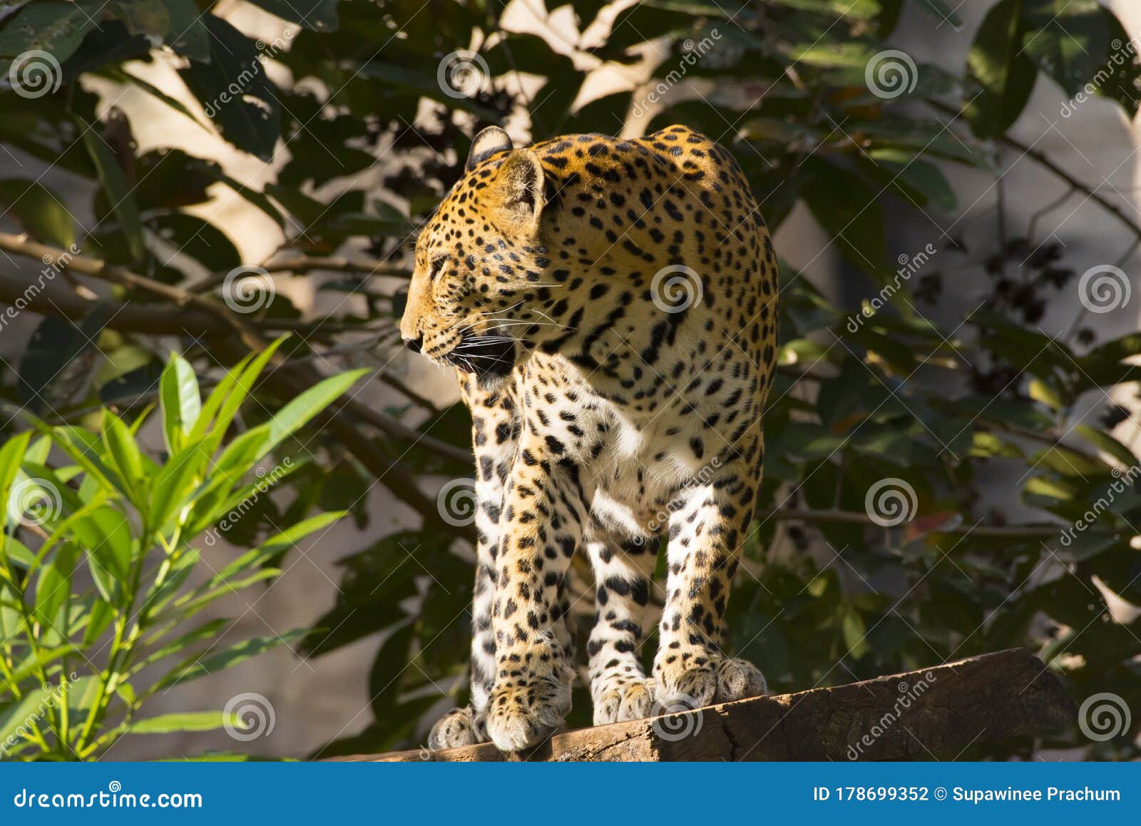 Magnificent Jaguar Resting Lying on a Tree Trunk Stock Photo - Image of ...