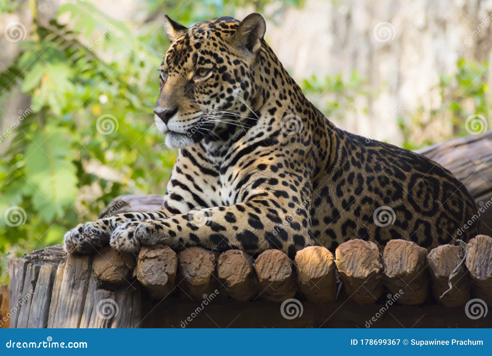 Magnificent Jaguar Resting Lying on a Tree Trunk Stock Image - Image of ...