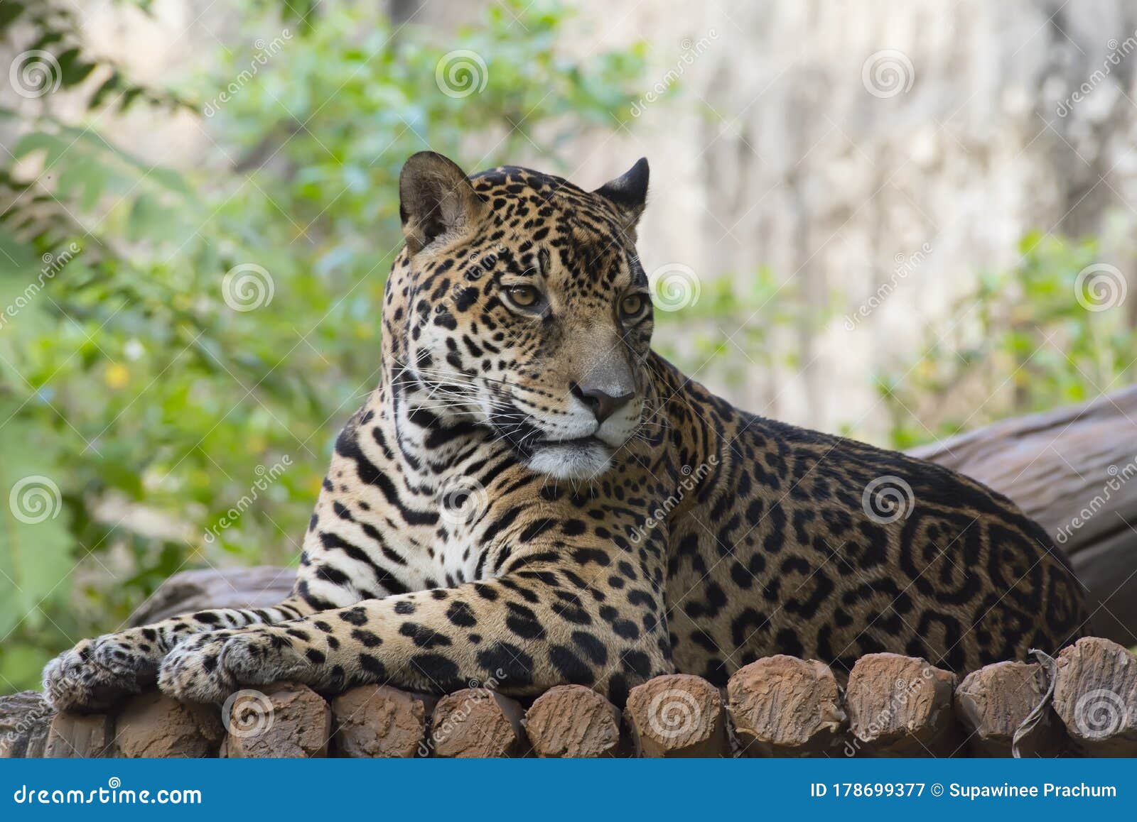 Magnificent Jaguar Resting Lying on a Tree Trunk Stock Image - Image of ...