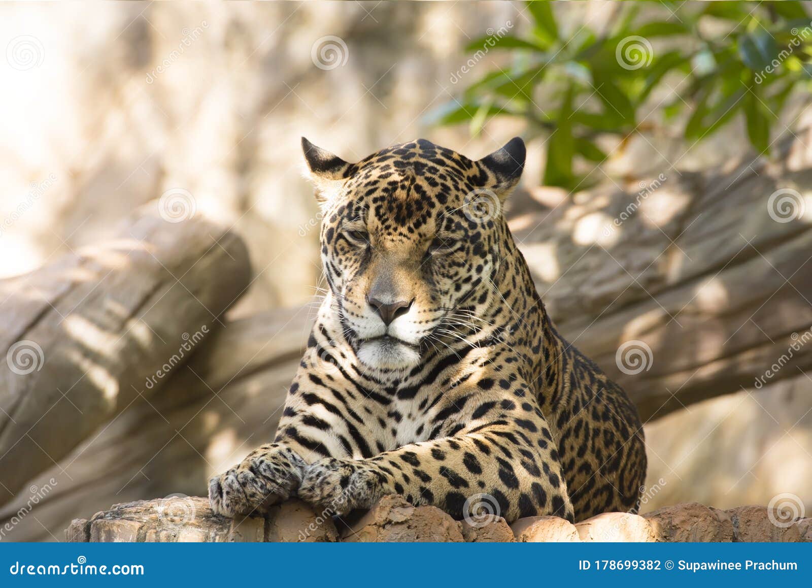 Magnificent Jaguar Resting Lying on a Tree Trunk Stock Photo - Image of ...