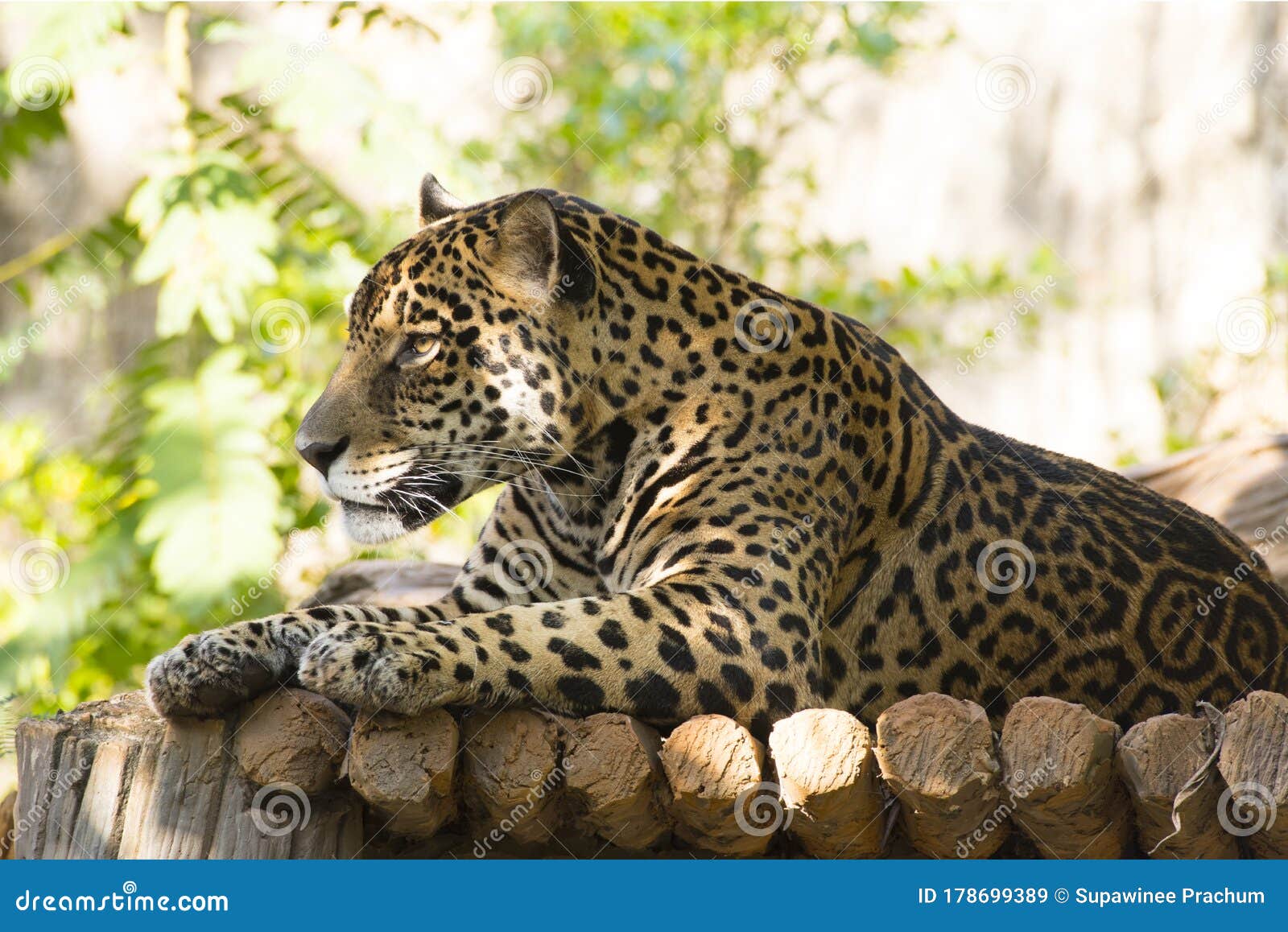 Magnificent Jaguar Resting Lying on a Tree Trunk Stock Image - Image of ...