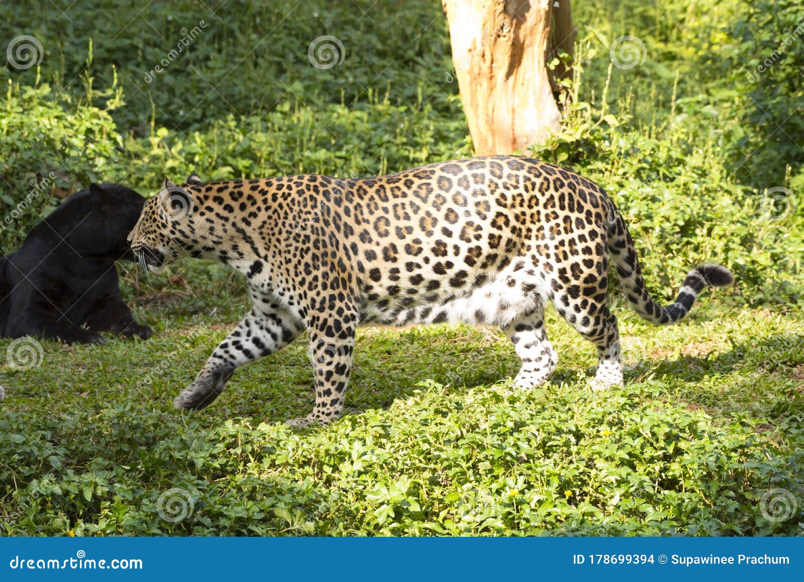 Magnificent Jaguar Resting Lying on a Tree Trunk Stock Photo - Image of ...