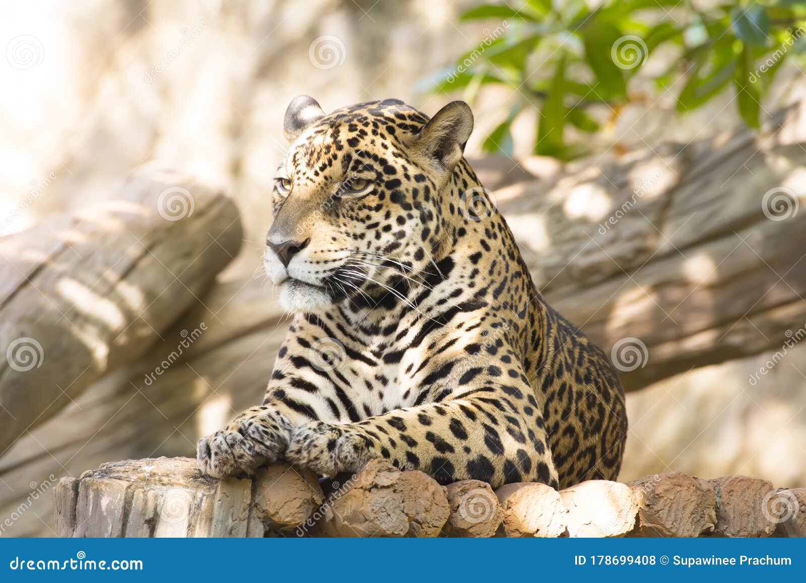 Magnificent Jaguar Resting Lying on a Tree Trunk Stock Photo - Image of ...