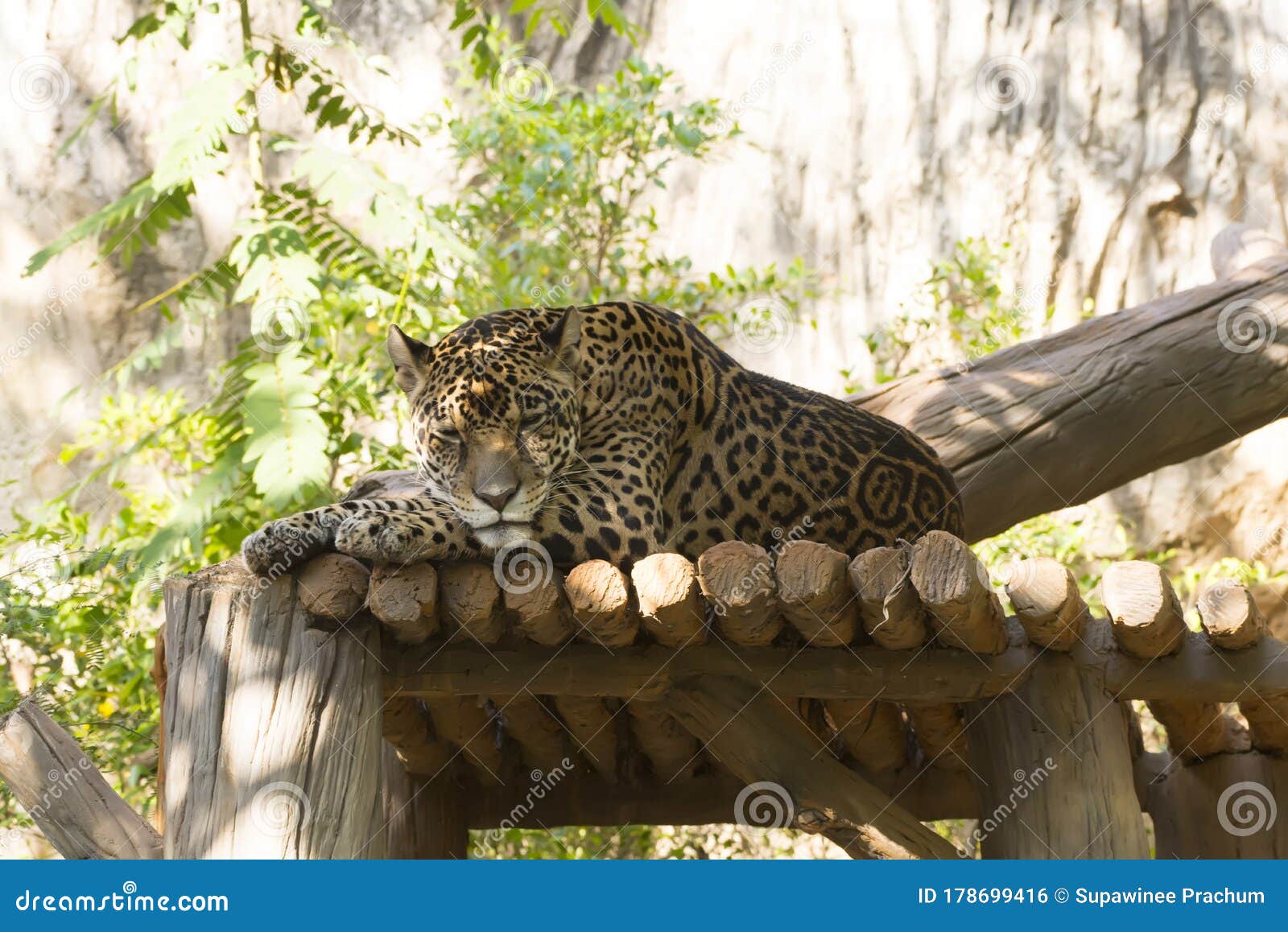 Magnificent Jaguar Resting Lying on a Tree Trunk Stock Photo - Image of ...