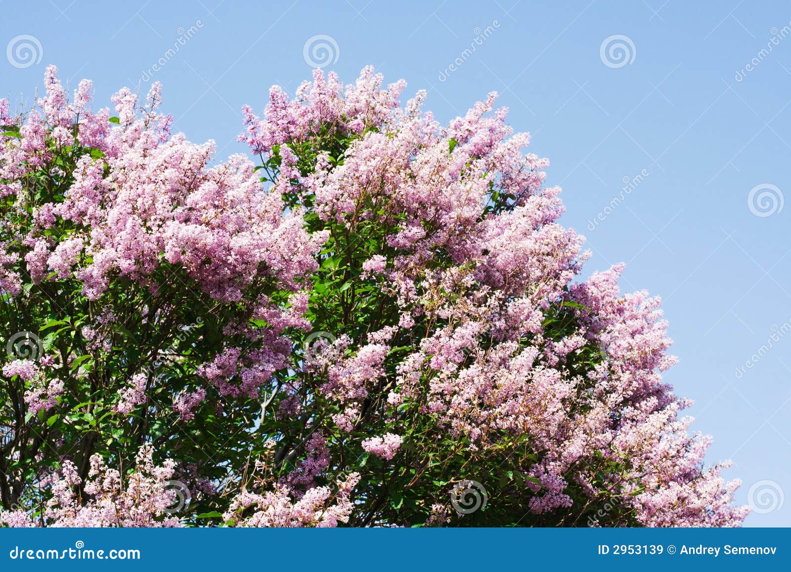 Magnificent Lilac tree stock image. Image of blossom, isolated - 2953139