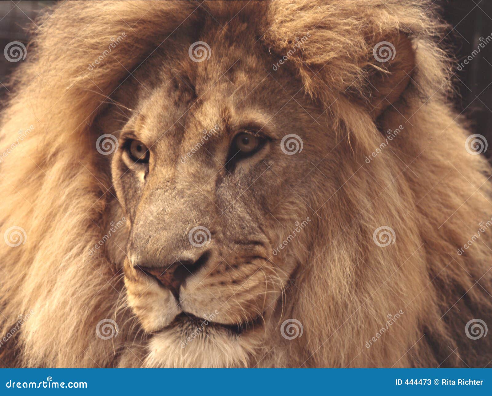 Magnificent Lion stock image. Image of magnificent, beast - 444473
