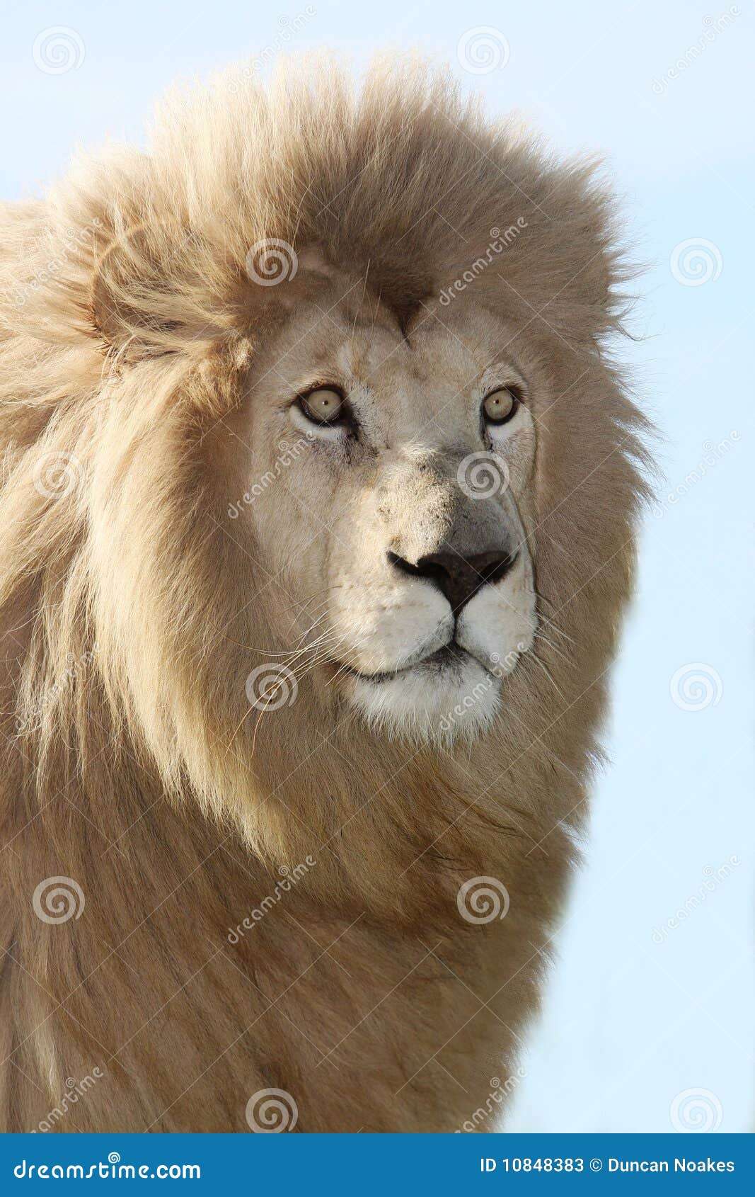 Magnificent Lion Portrait stock image. Image of blue - 10848383