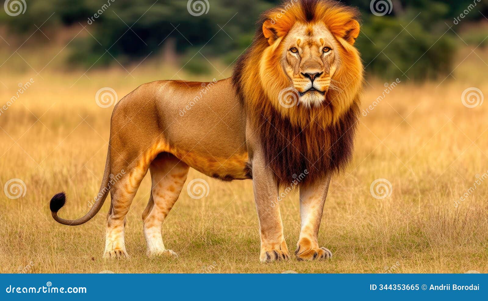 A Magnificent Lion Standing Tall in the Wilderness. Stock Illustration ...