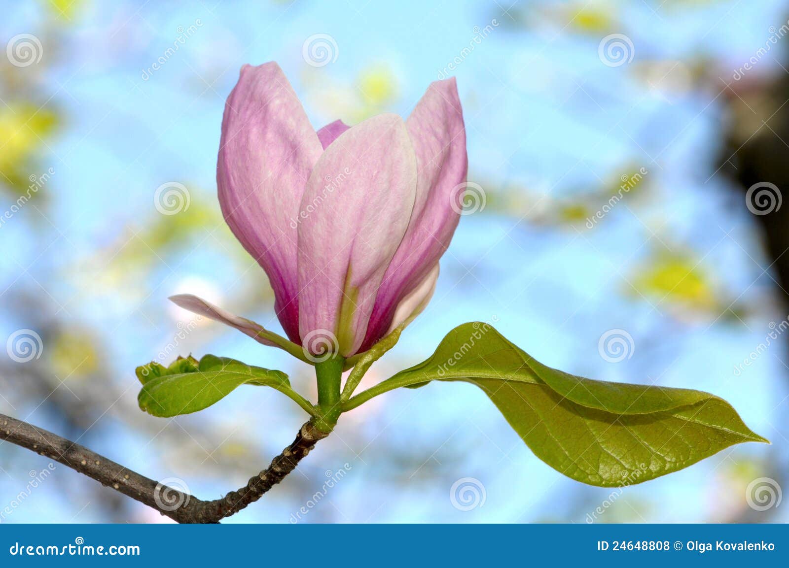 Magnificent Magnolia Flowers Stock Photo - Image of aroma, closeup ...