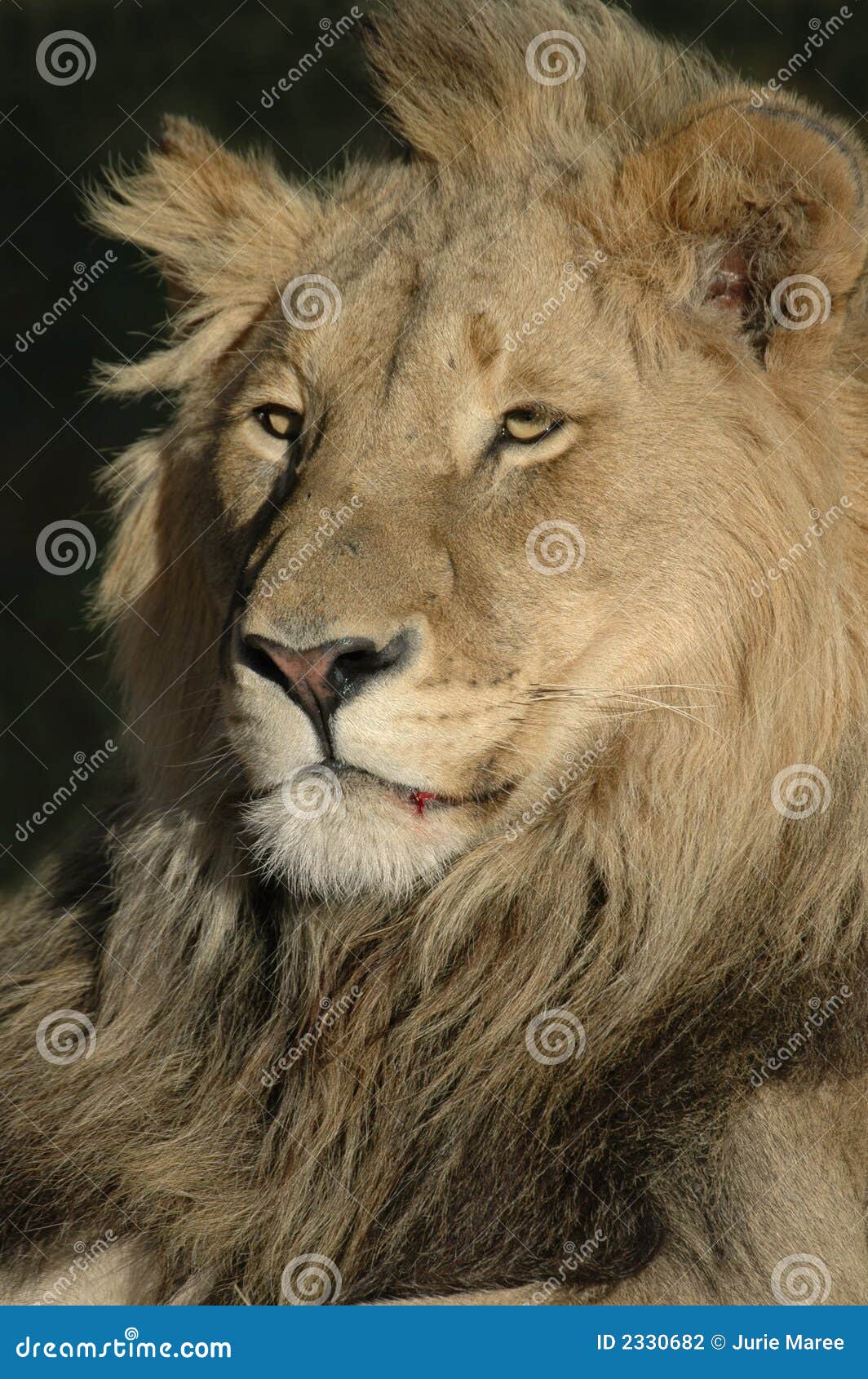 Magnificent Male Lion. stock photo. Image of leader, lion - 2330682