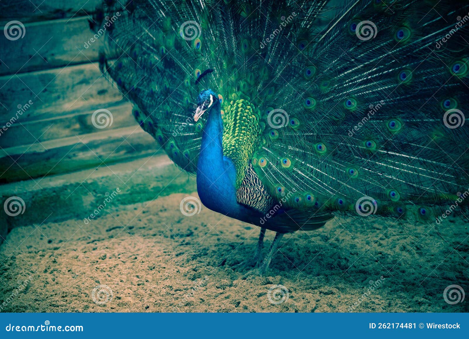 Magnificent Male Peacock With Its Exotic And Colorful Tale Stock Image Image Of Nature