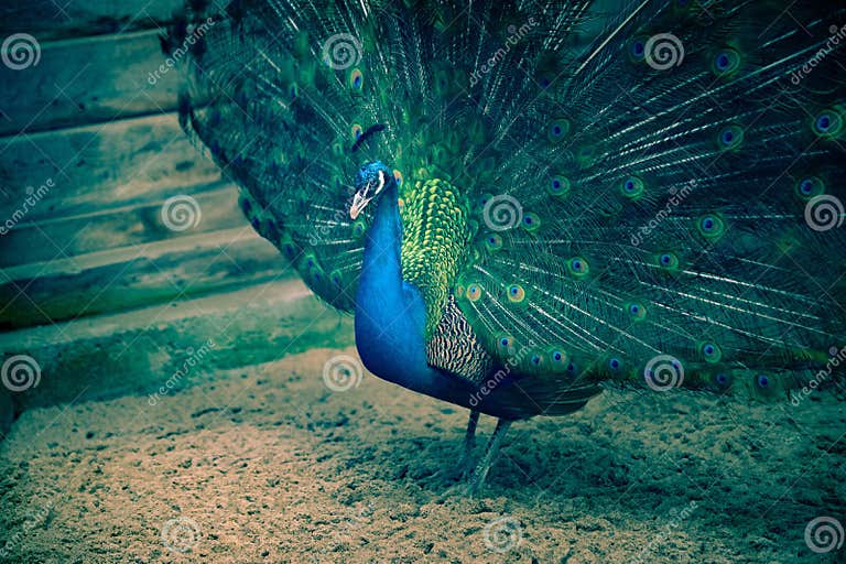 Magnificent Male Peacock With Its Exotic And Colorful Tale Stock Image
