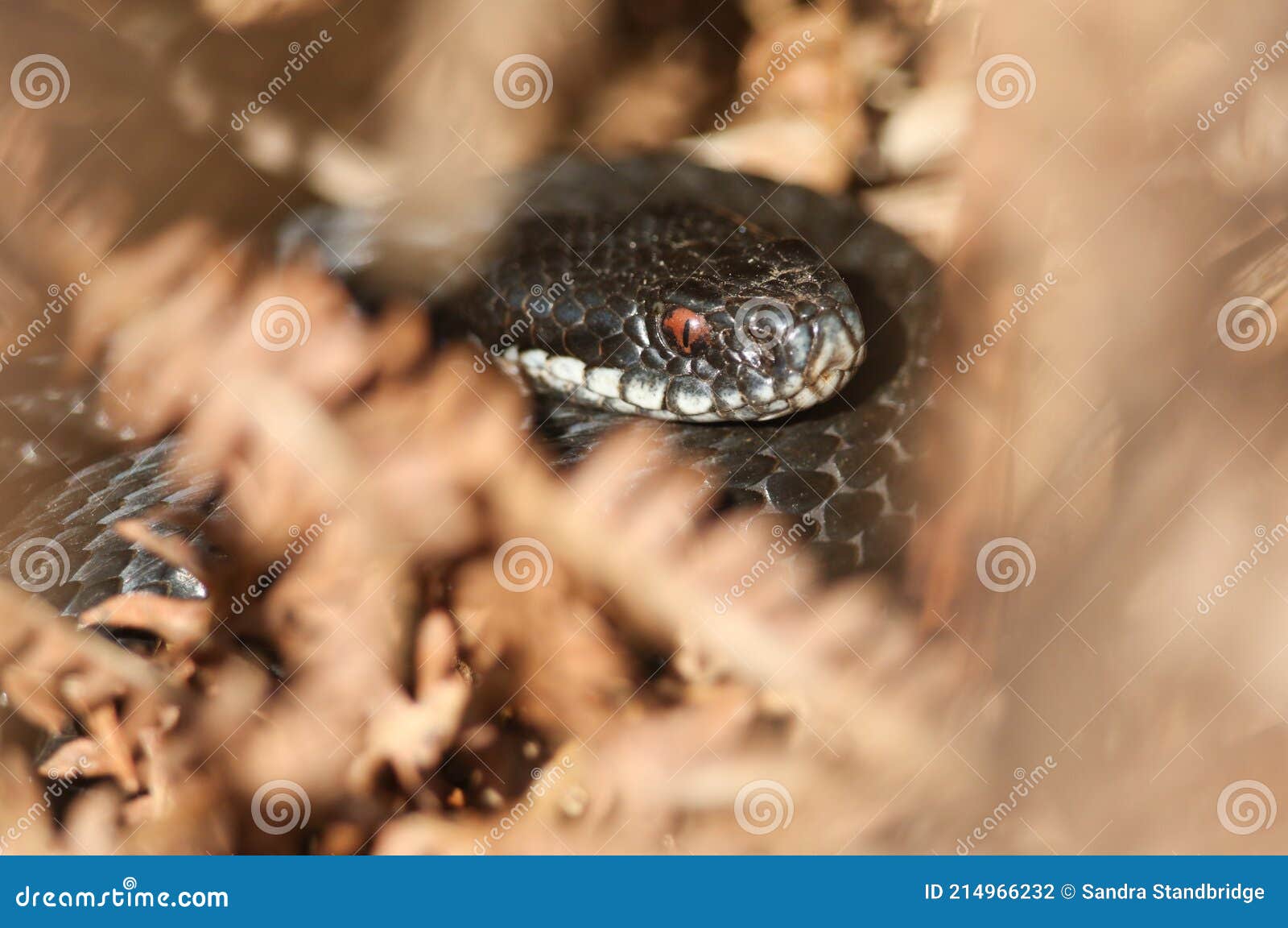 A Magnificent Melanistic Adder, Vipera Berus, Coiled Up in Bracken ...